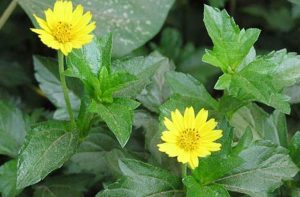 Cây Sài Đất Và 21 Bài Thuốc Dân Gian Chữa Bệnh Cực Hay