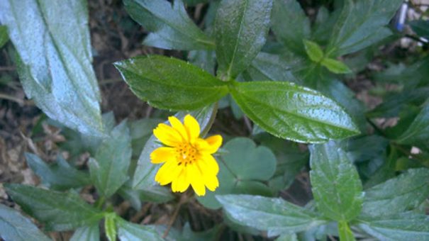 Cây Sài Đất Và 21 Bài Thuốc Dân Gian Chữa Bệnh Cực Hay