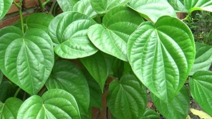 10 Bài Thuốc Chữa Bệnh Tổ Đỉa Hiệu Quả Từ Thảo Dược Dân Gian