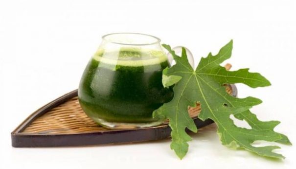 Cách Dùng Lá Đu Đủ Chữa Đau Dạ Dày Đơn Giản Công Hiệu